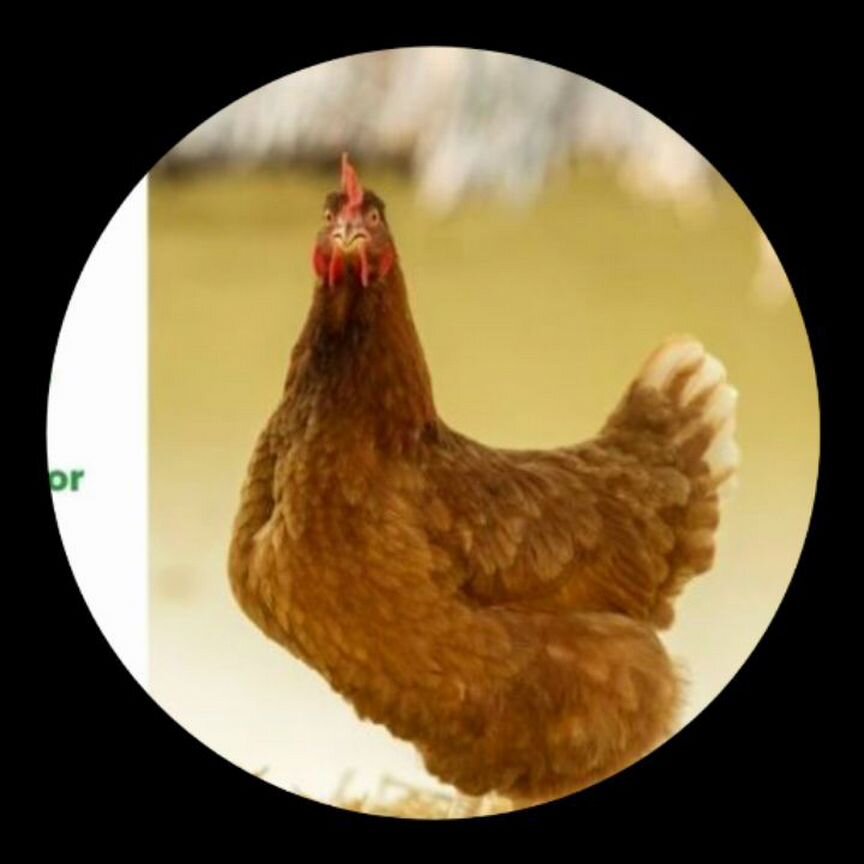 Цыплята суточные несушки Браун Ник