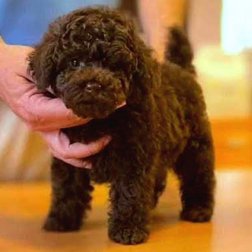 Той-пудель мини