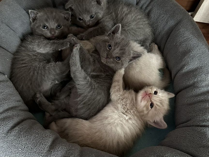 Котята
