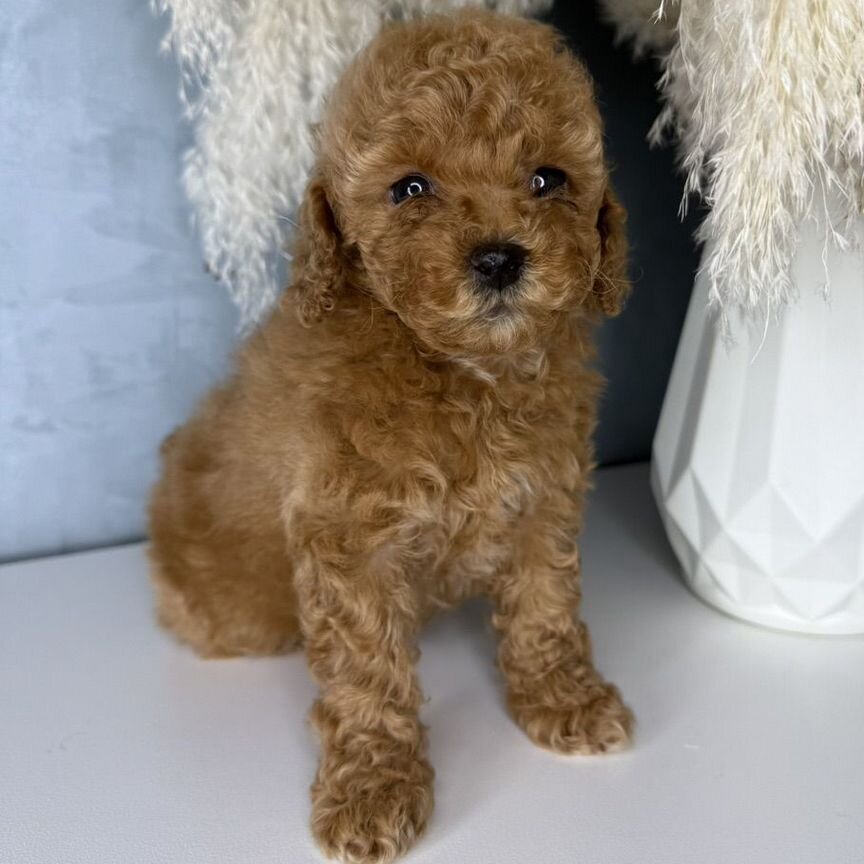 Той-пудель, щенок