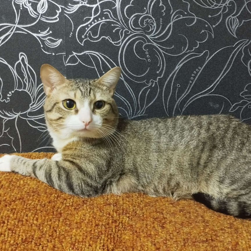 Кот в добрые руки