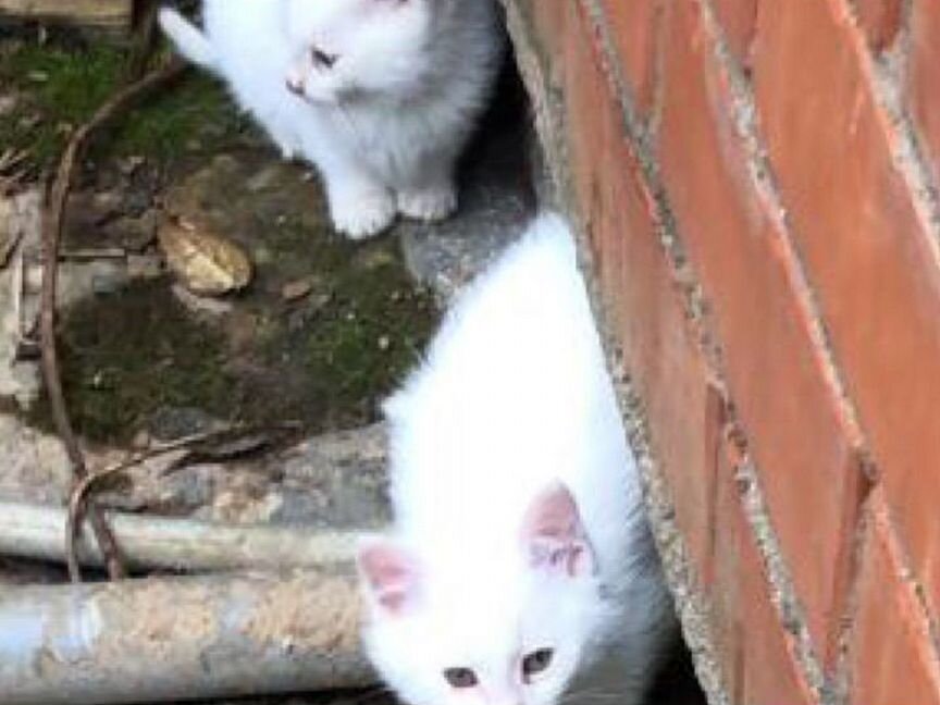 3 котенка в добрые руки. Турецкая ангора