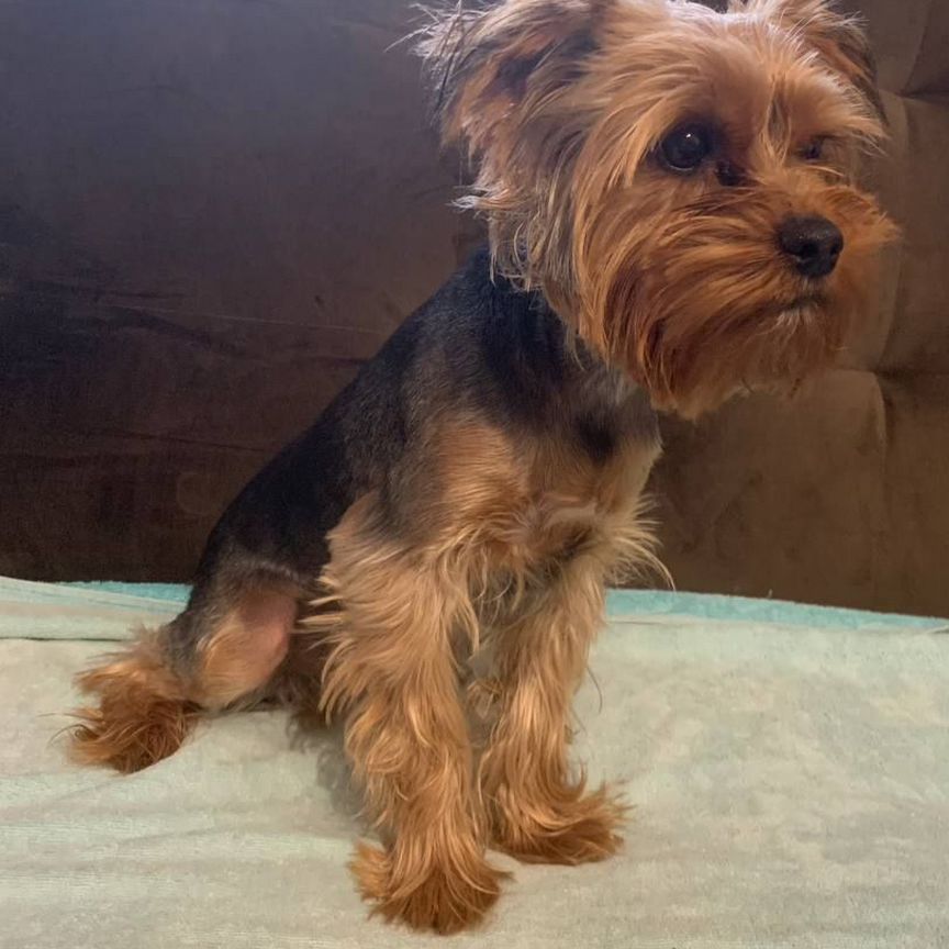 Йоркширский терьер