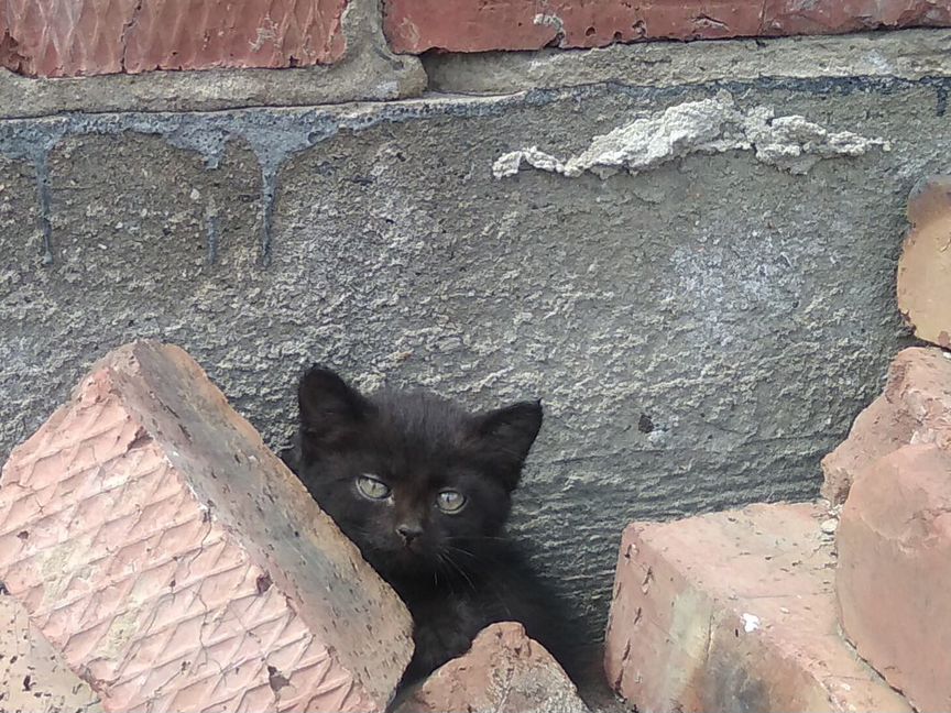 Котята отдам в добрые руки бесплатно