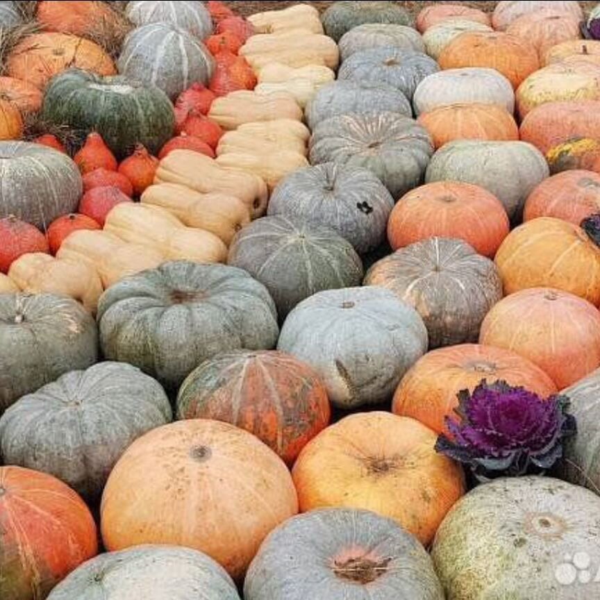 Тыква оптом в досчатом