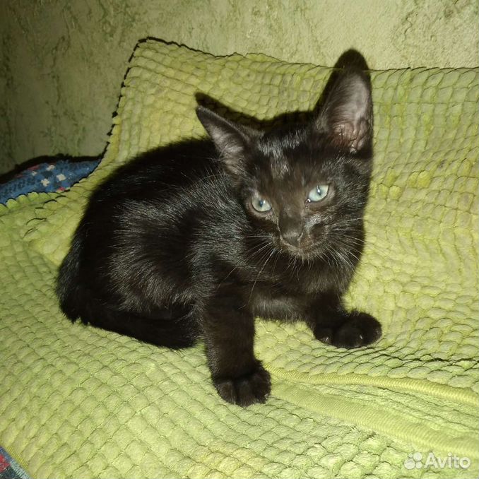 Котятки 2 месяца девочки