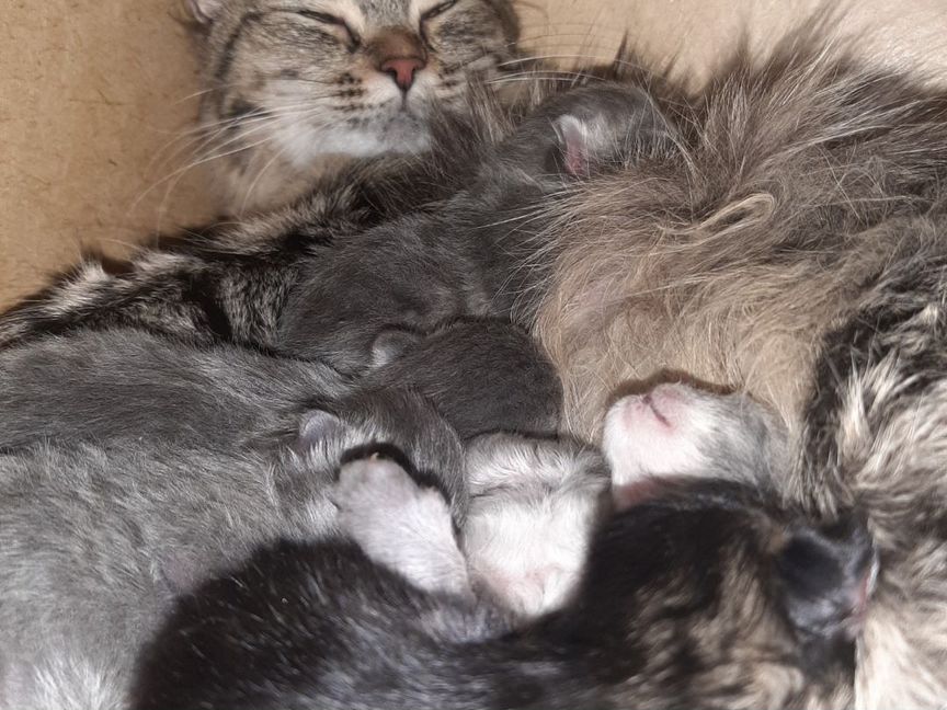 Сибирские котята