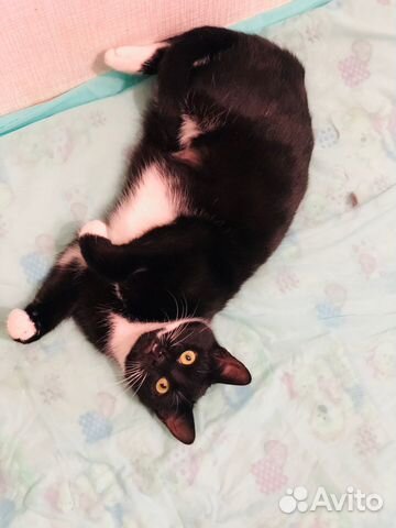 Молоденькая добрейшая кошечка