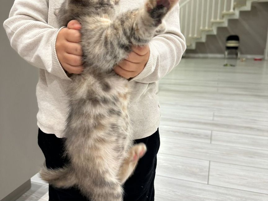 Pusheen cat