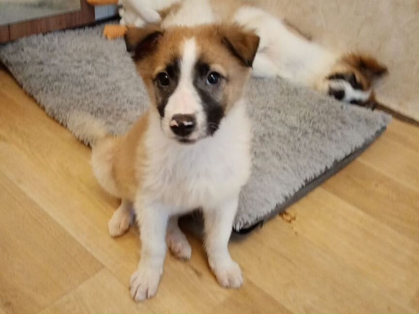 Щенок в добрые руки