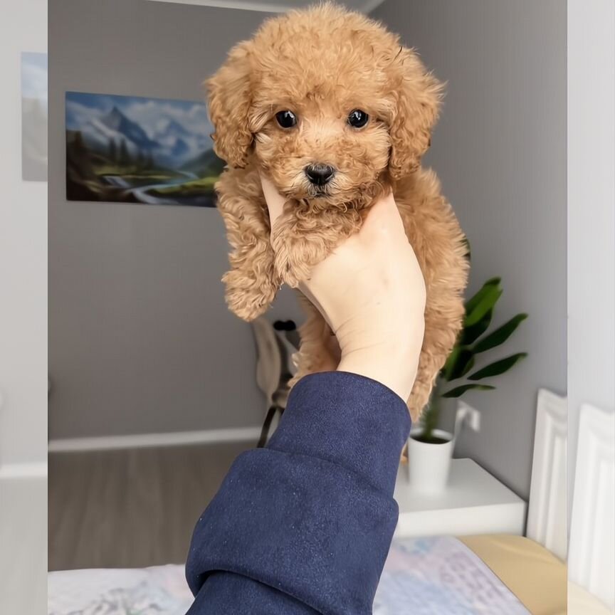 Той-пудель, щенок