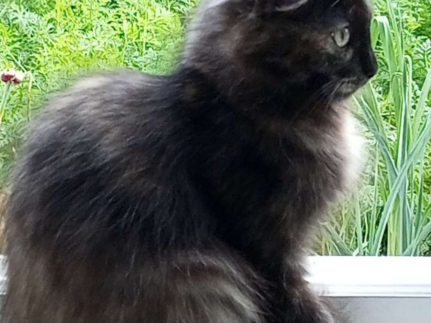 Кошки в добрые руки породистые