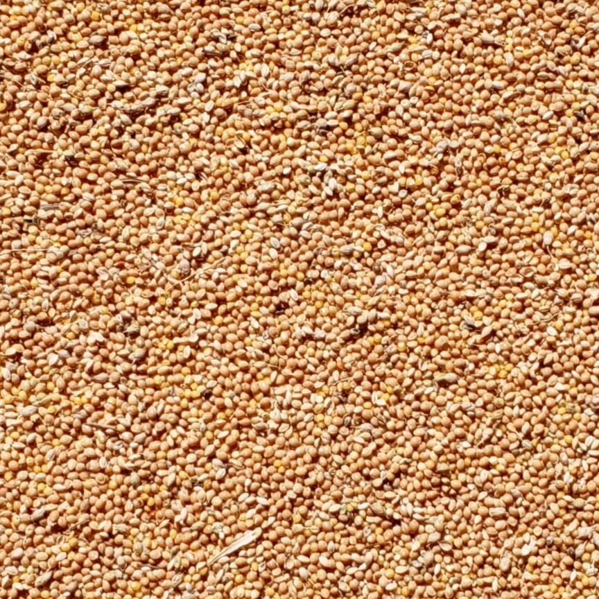 Продам просо жёлтое 220 тонн