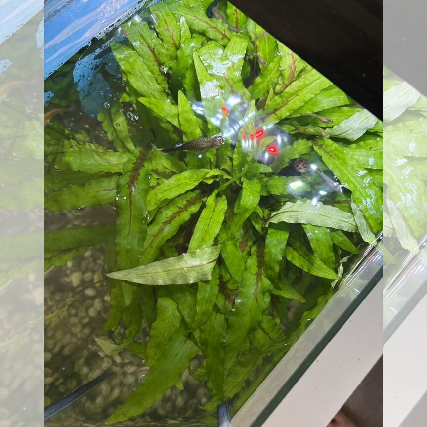 Аквариумные растения