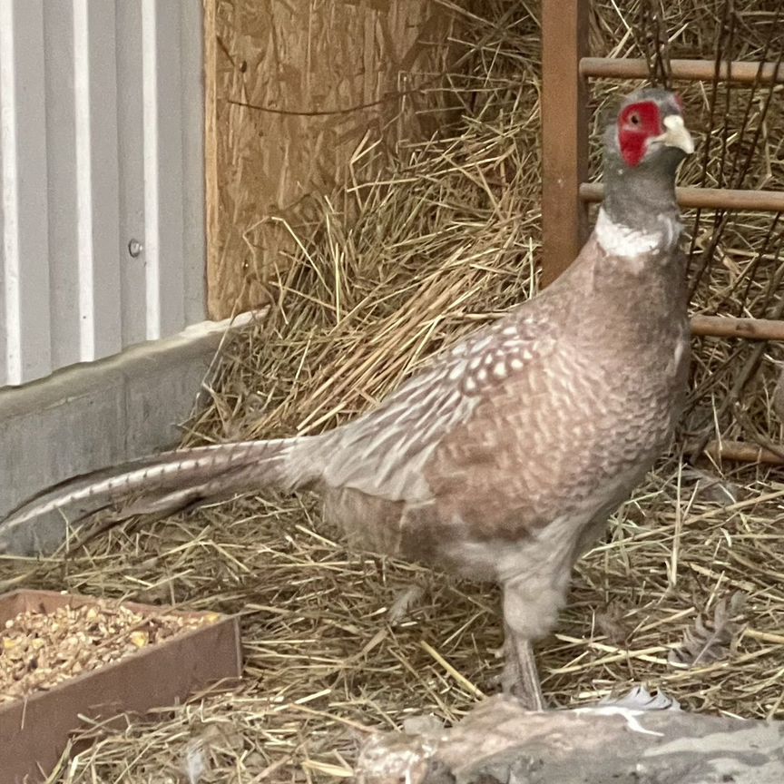 Фазан, фазанята Изумрудный(Румынский), Пепельный