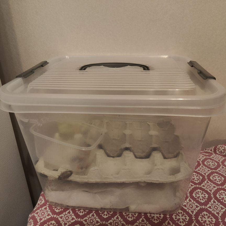 Мраморные тараканы