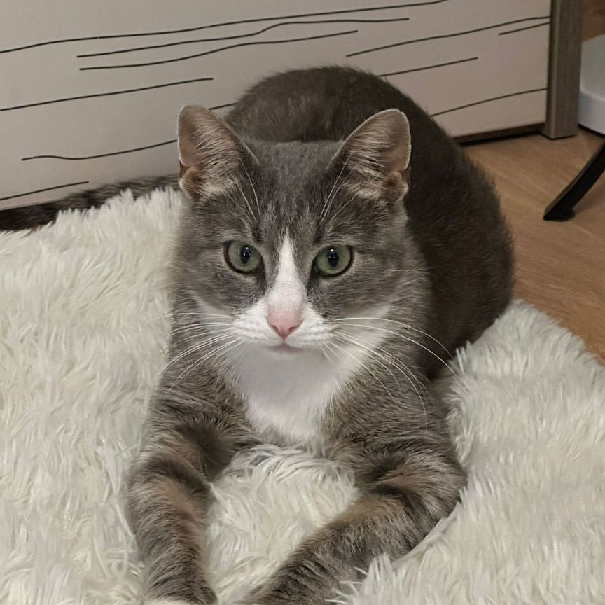 Кошка в дар бесплатно