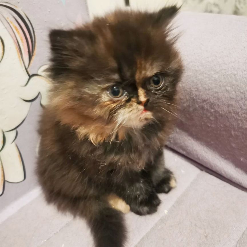 Персидская кошечка
