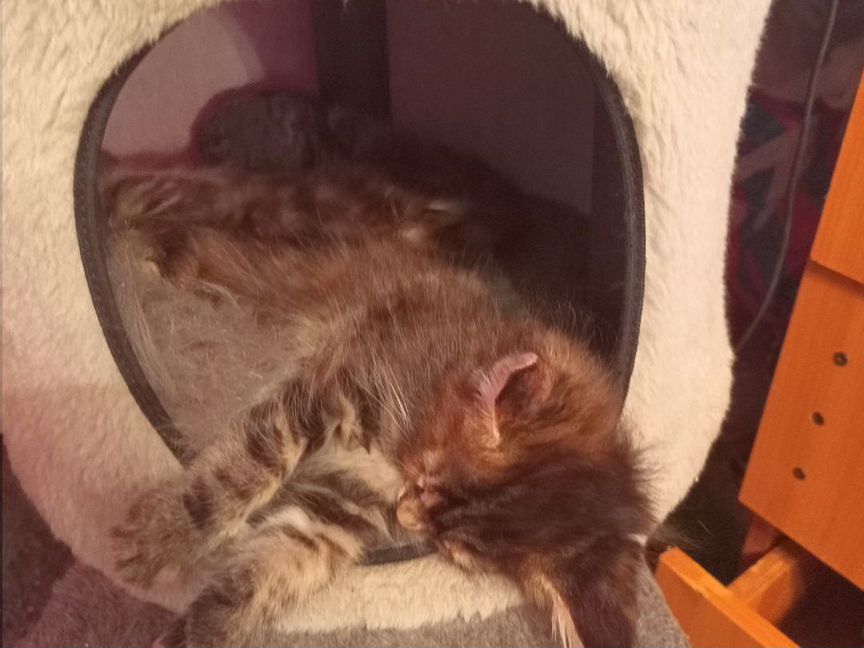 Продам котят Мейн кунята