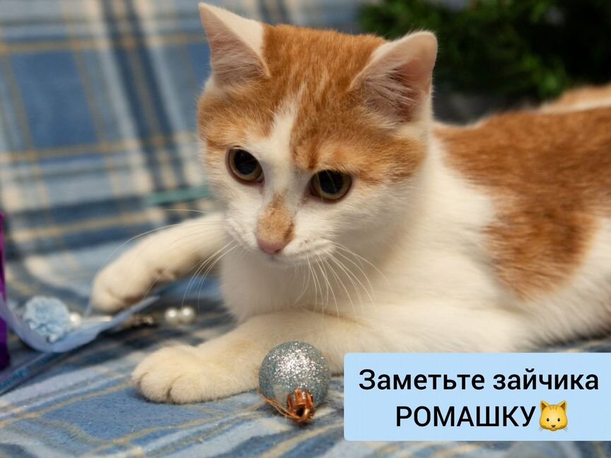 Очаровательный котёнок ищет дом