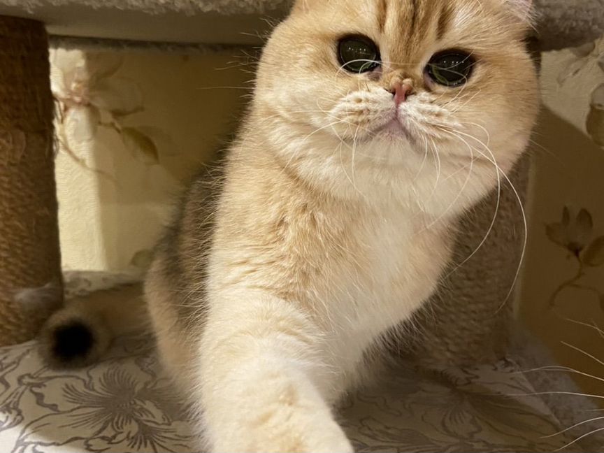 Британская золотая шиншилла