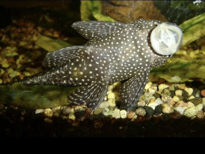 Анциструс 2 шт по 25 см