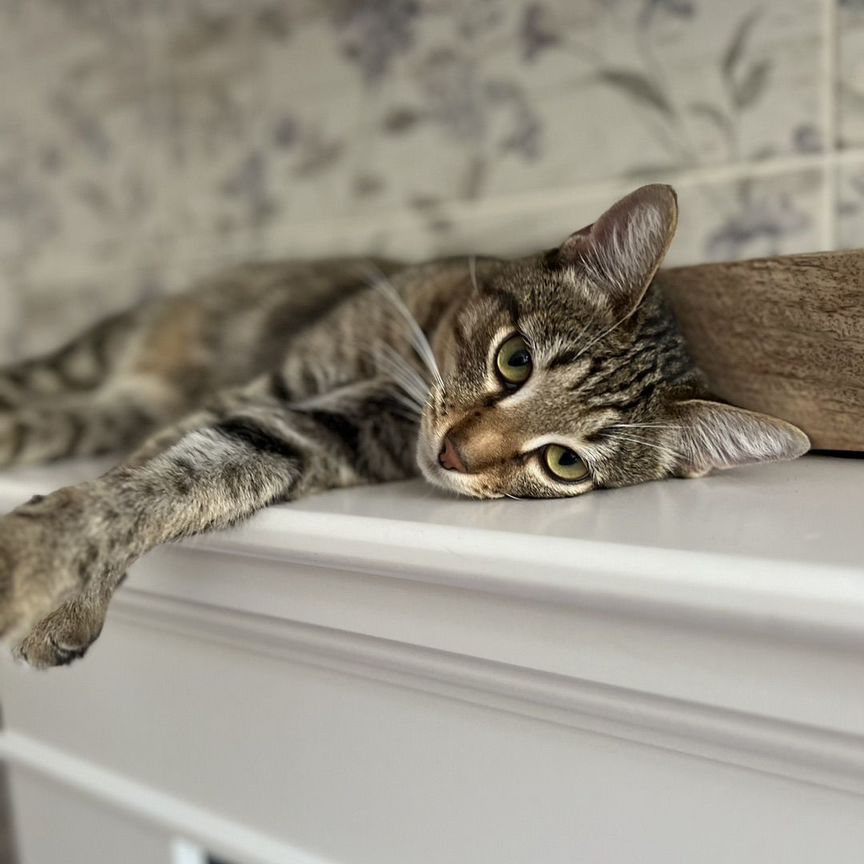Котик Бруно