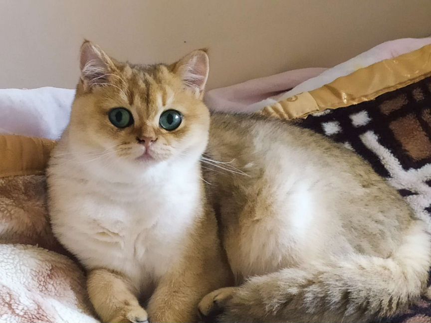 Золотая шиншилла с родословной котик