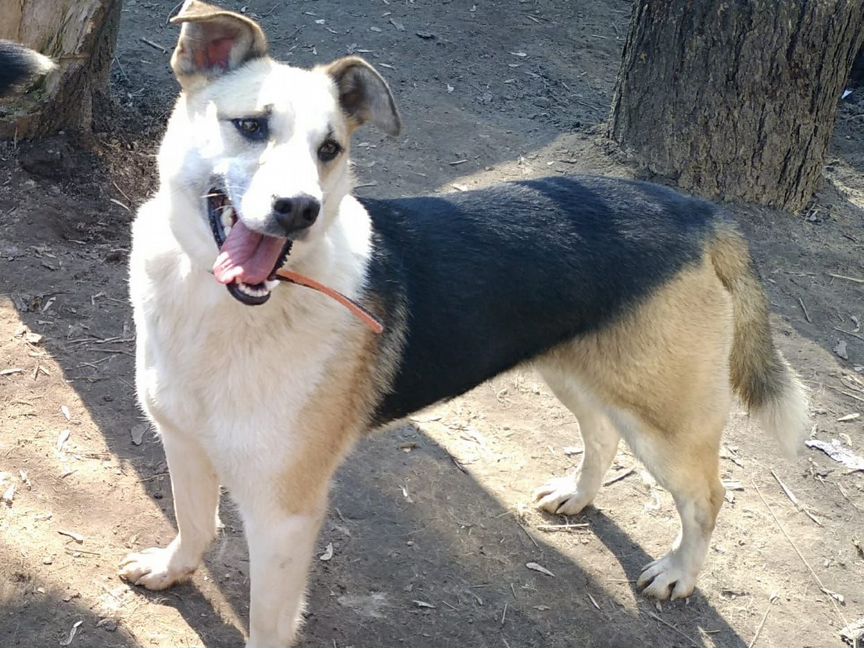 Умная, красивая, молодая Эля ищет дом