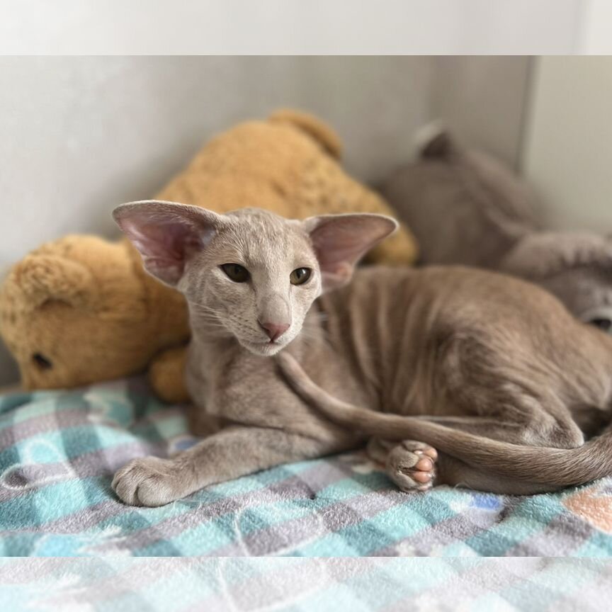 Ориентальный котёнок