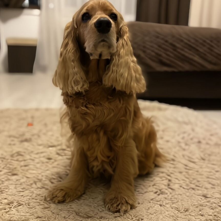 Английский кокер-спаниель, взрослая собака