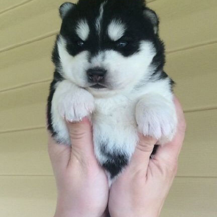 Отборные малыши хаски