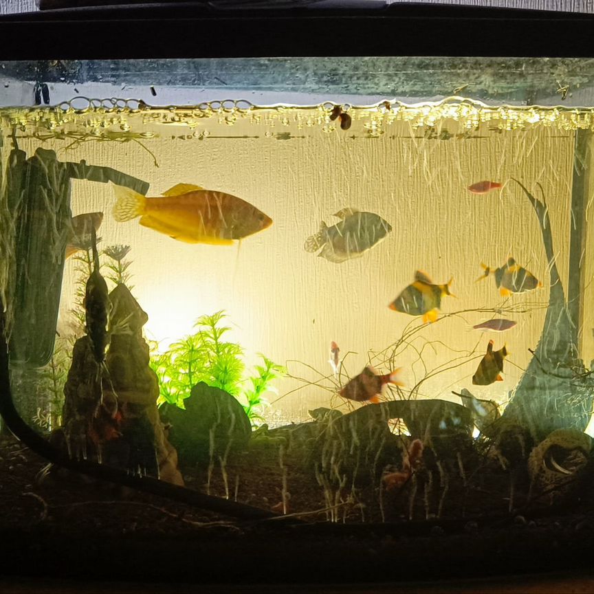 Рыбки, сомик с аквариумам