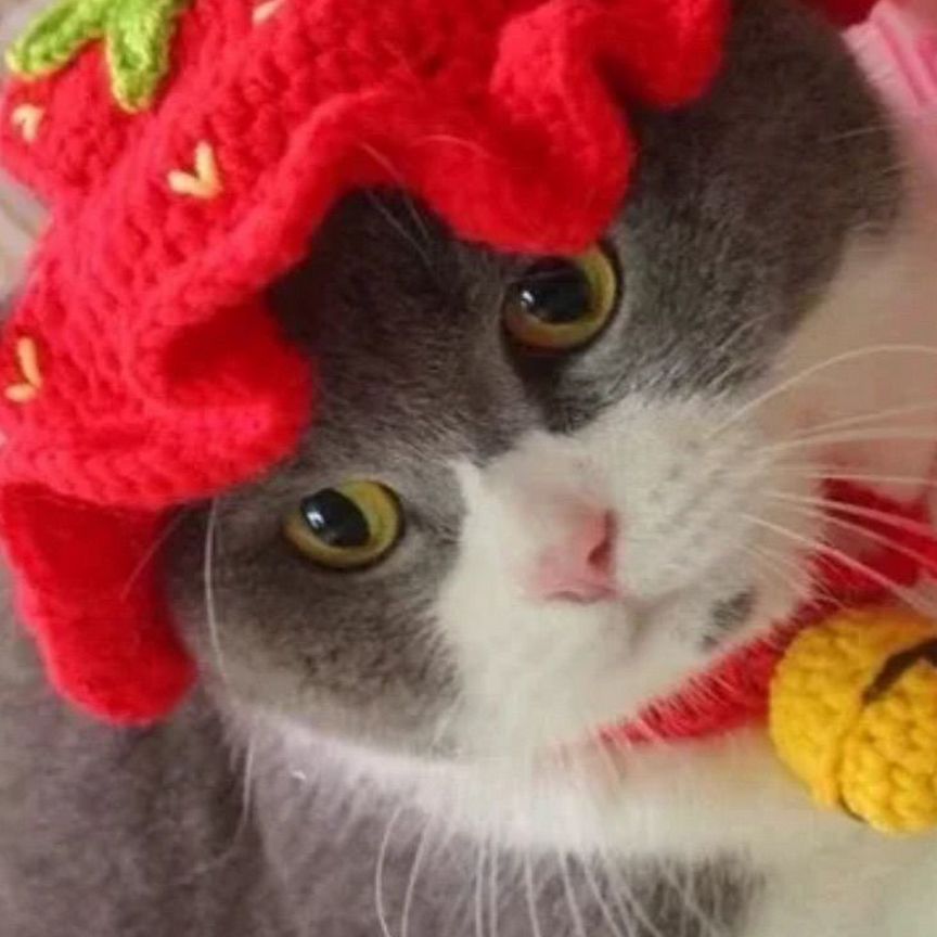 Шапочка клубничка для Кота