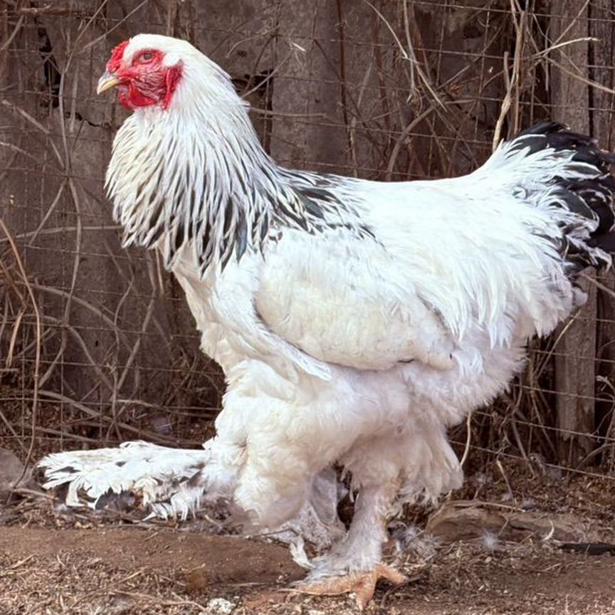 Петух брама колумбийский