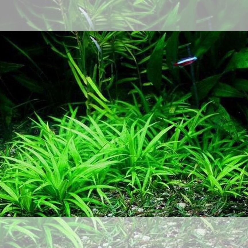 Эхинодорус нежный аквариумные растения