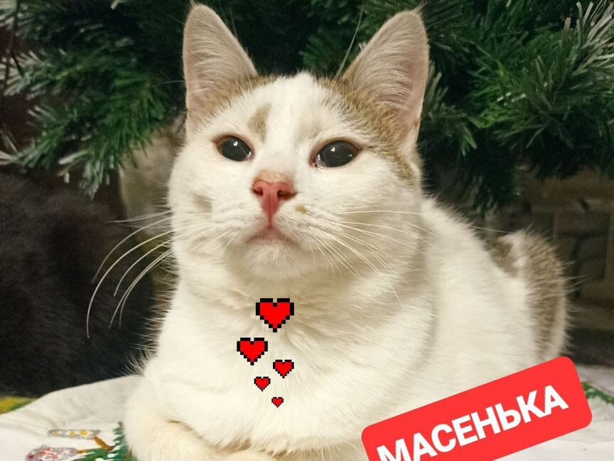 Молоденькая кошка из Донецка