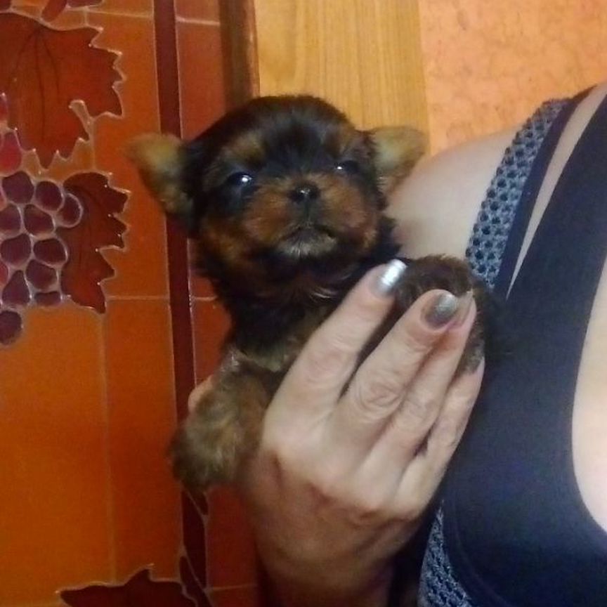 Мальчи йорка, доставка до Вашего дома