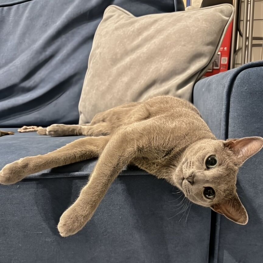 Русский голубой, взрослый кот