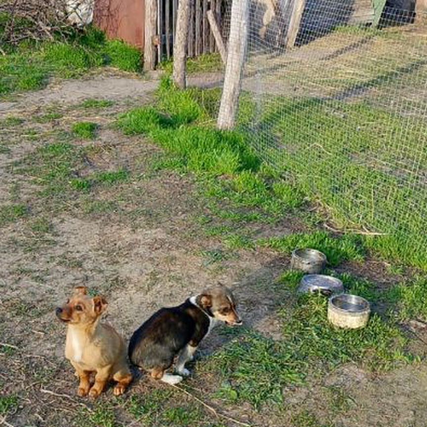 Щенок в добрые руки