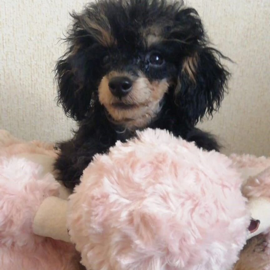 Черно-подпалого окраса пудельки