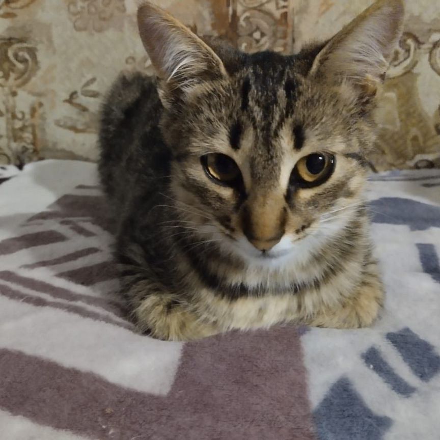 Котята и молодые котики/кошечки