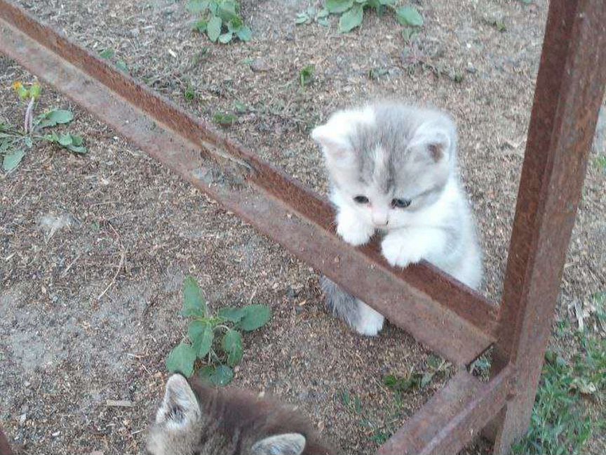 Котята невдуплята