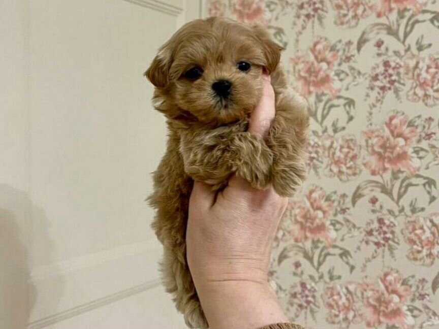 Продажа собак щенков Мальтипу f1