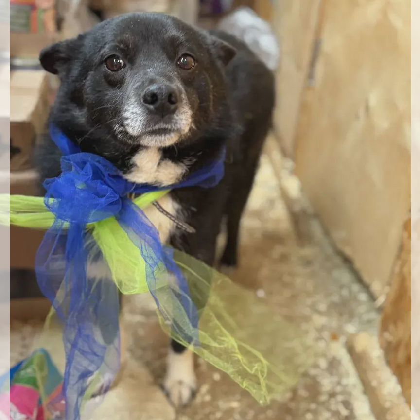 Взрослый пёс в добрые руки