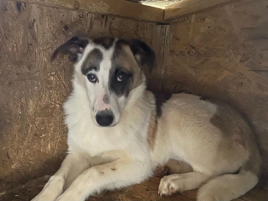 Собака в добрые руки