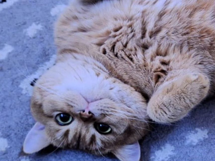 Кот золотая шиншила