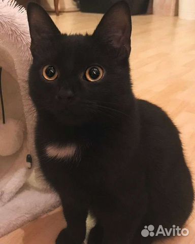 Котёнок из приюта