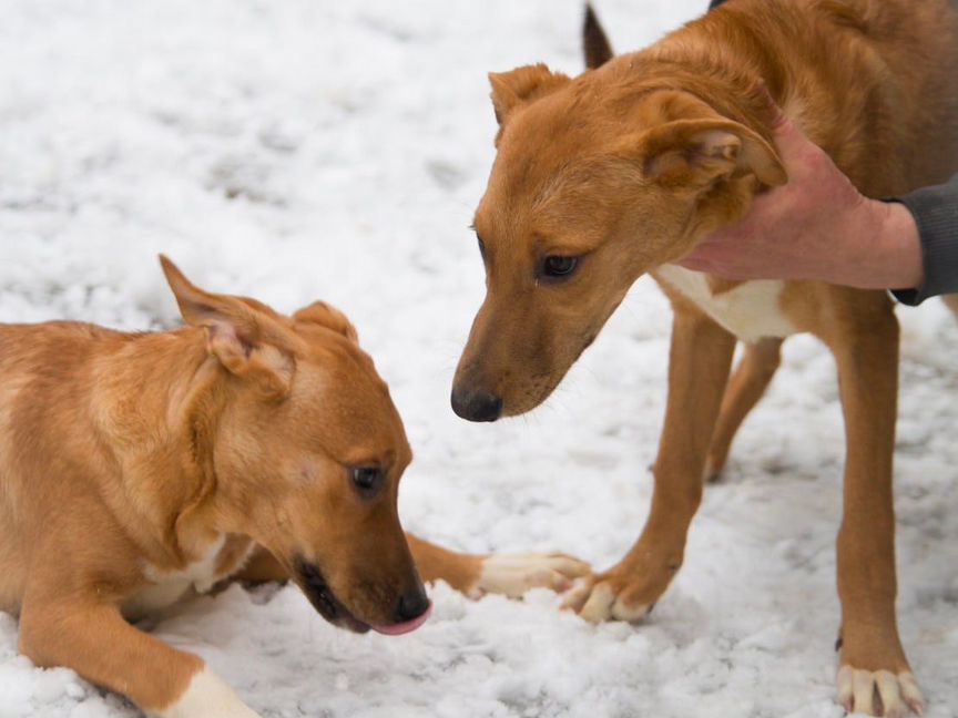 Рыжуля в добрые ручки