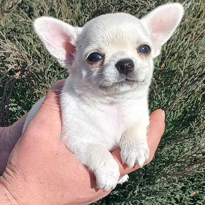 Чихуахуа, щенок